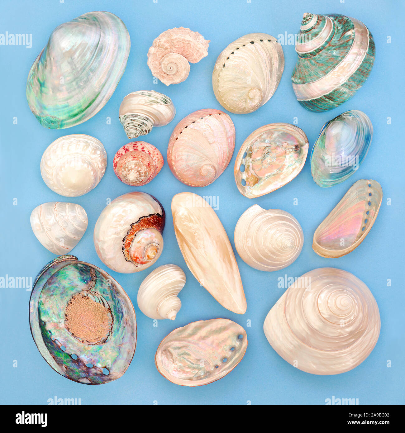 Mother of pearl seashell selection on blue background Stock Photo - Alamy
