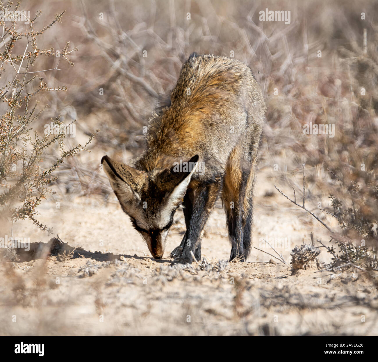 A Bat-eared Fox foraging in Southern African savanna Stock Photo - Alamy