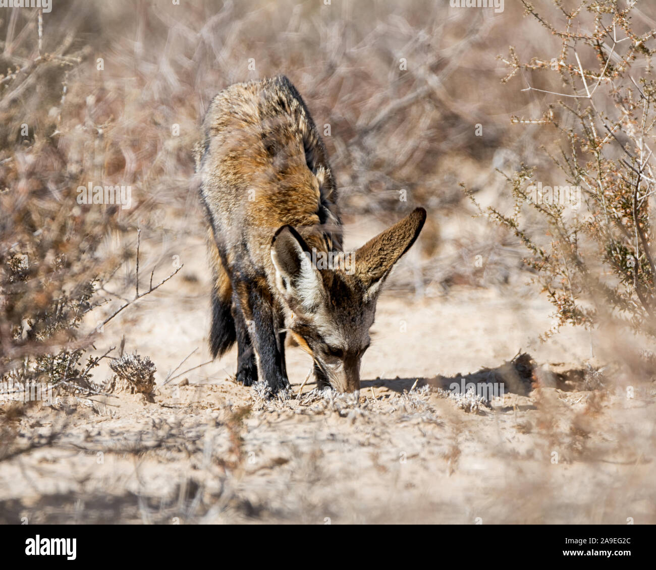A Bat-eared Fox foraging in Southern African savanna Stock Photo - Alamy