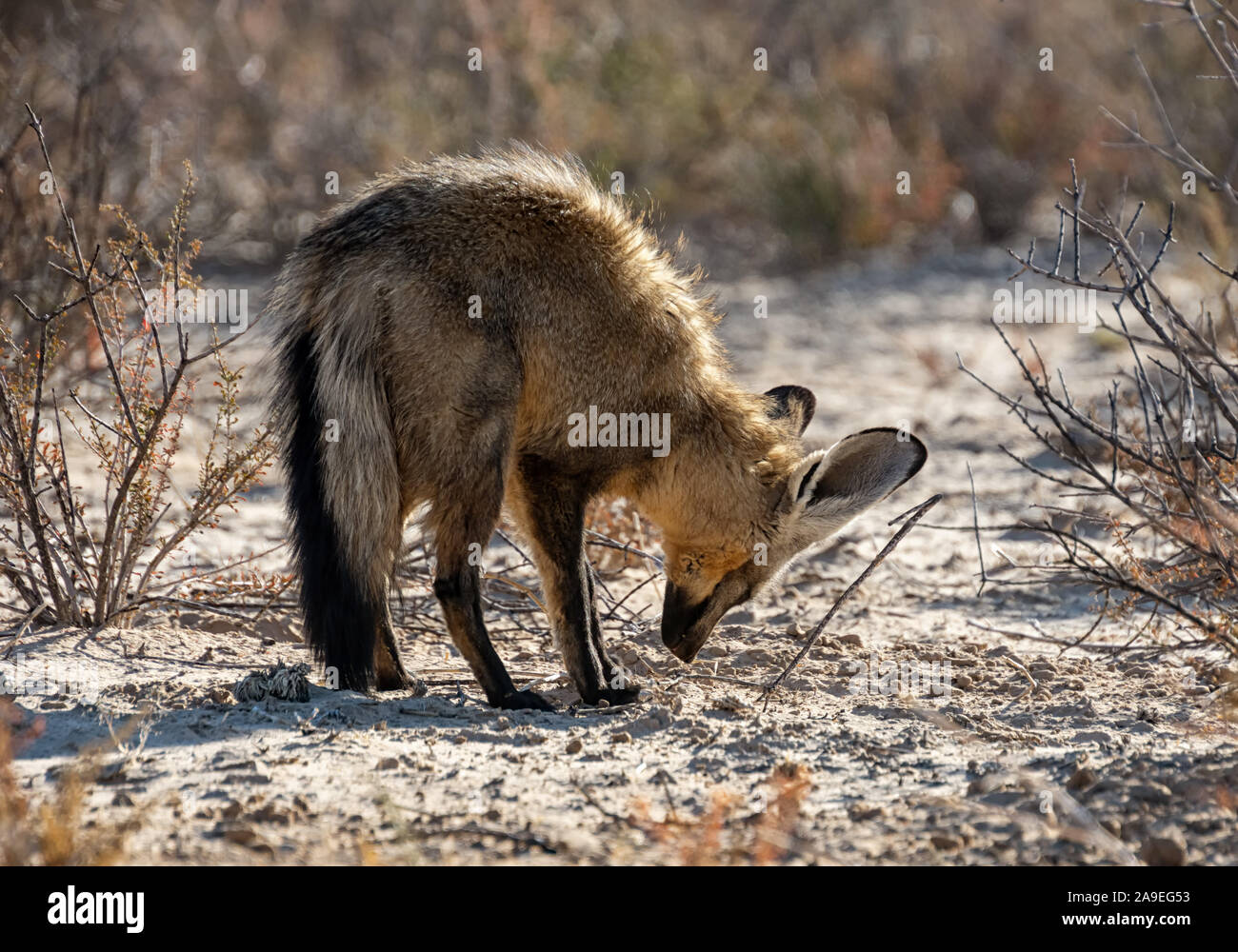 A Bat-eared Fox foraging in Southern African savanna Stock Photo - Alamy