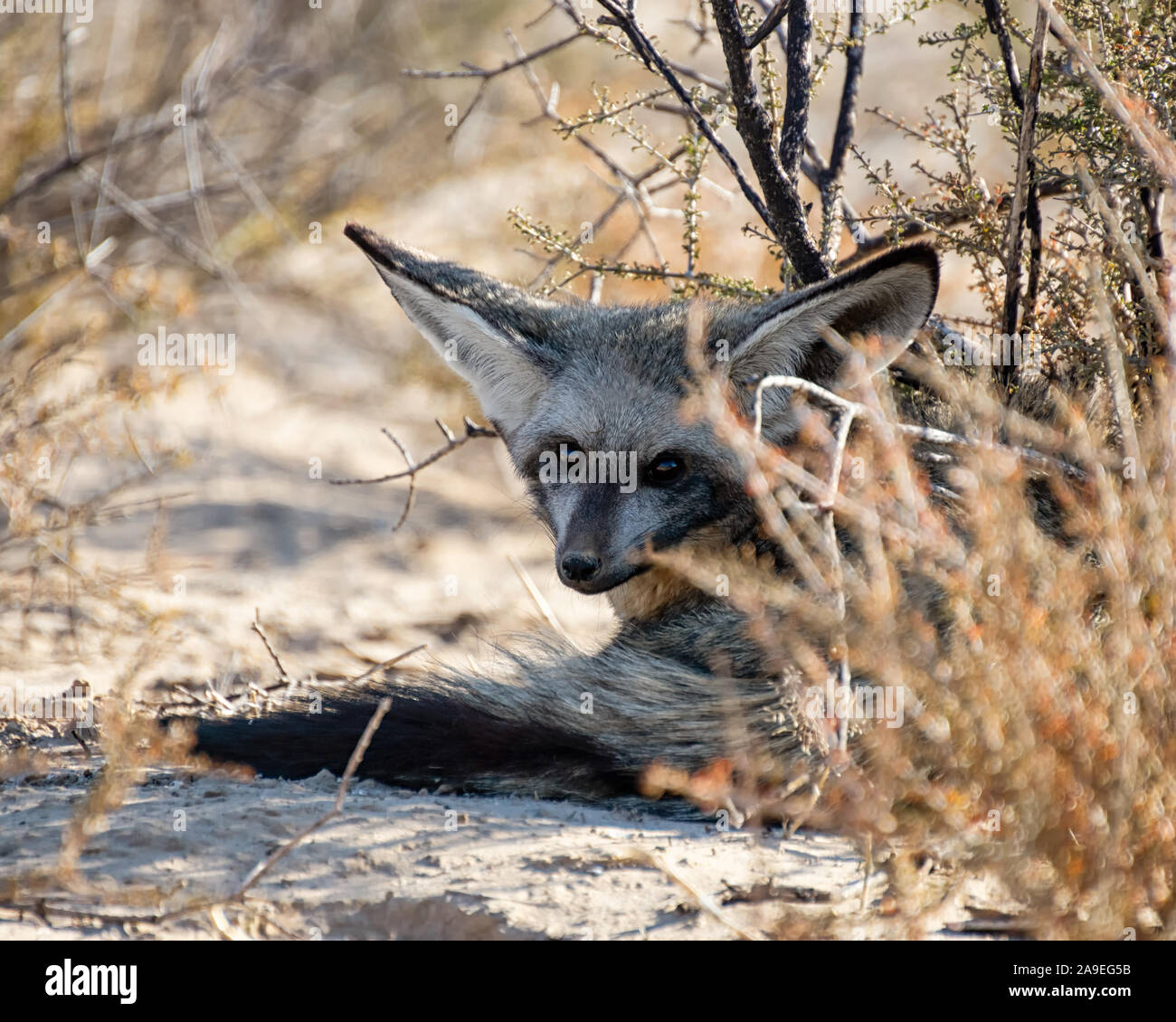Bat eared fox and insect hi-res stock photography and images - Alamy