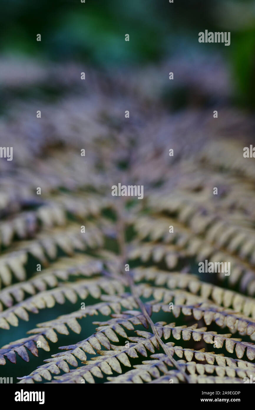 Yellow green fern leaves hi-res stock photography and images - Alamy
