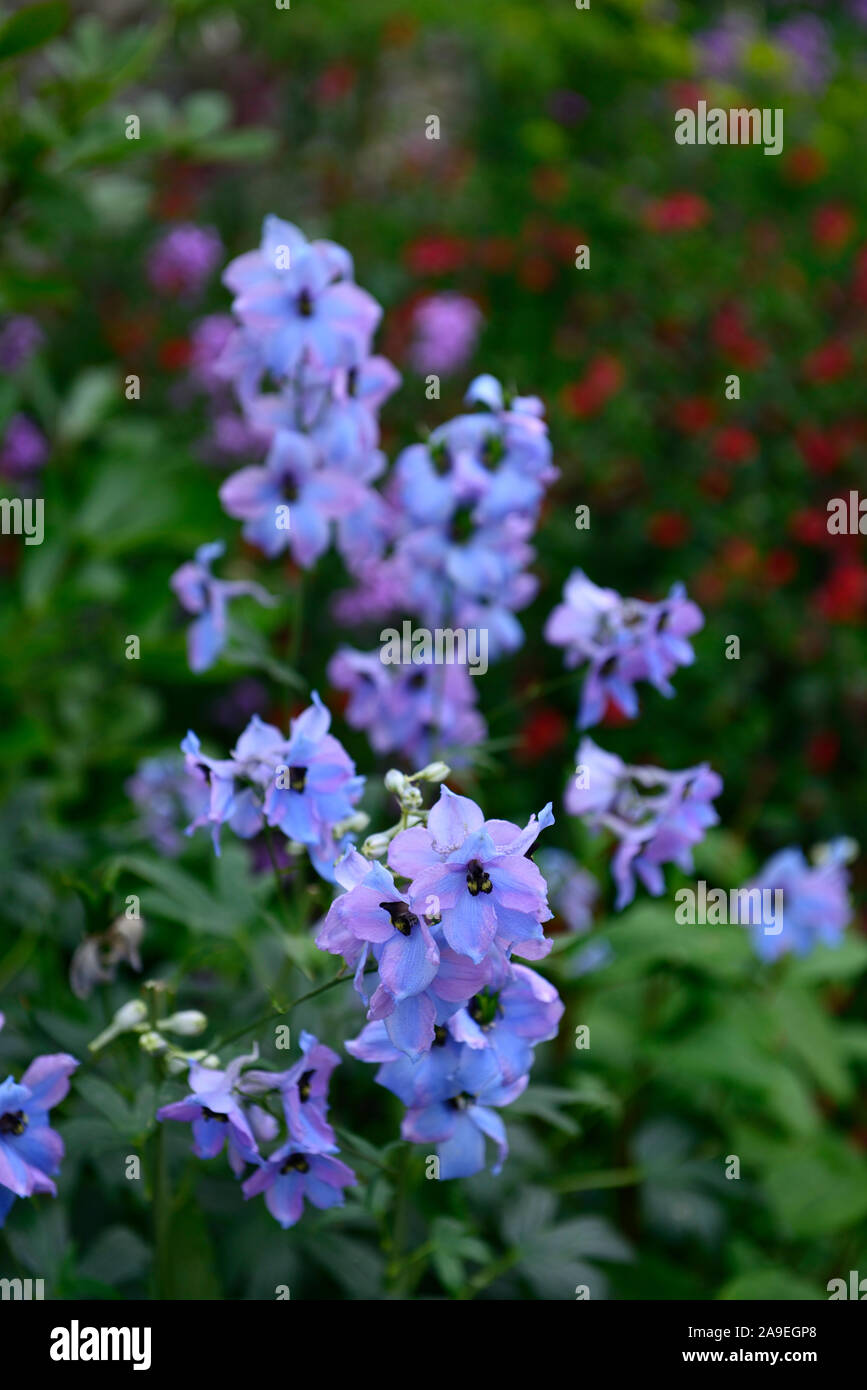 Delphinium elatum Blue Dawn,herbaceous perennial,tall,erect,flower ...