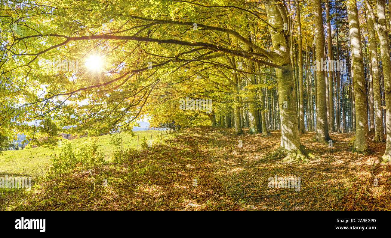 Autumn in a forest Stock Photo - Alamy
