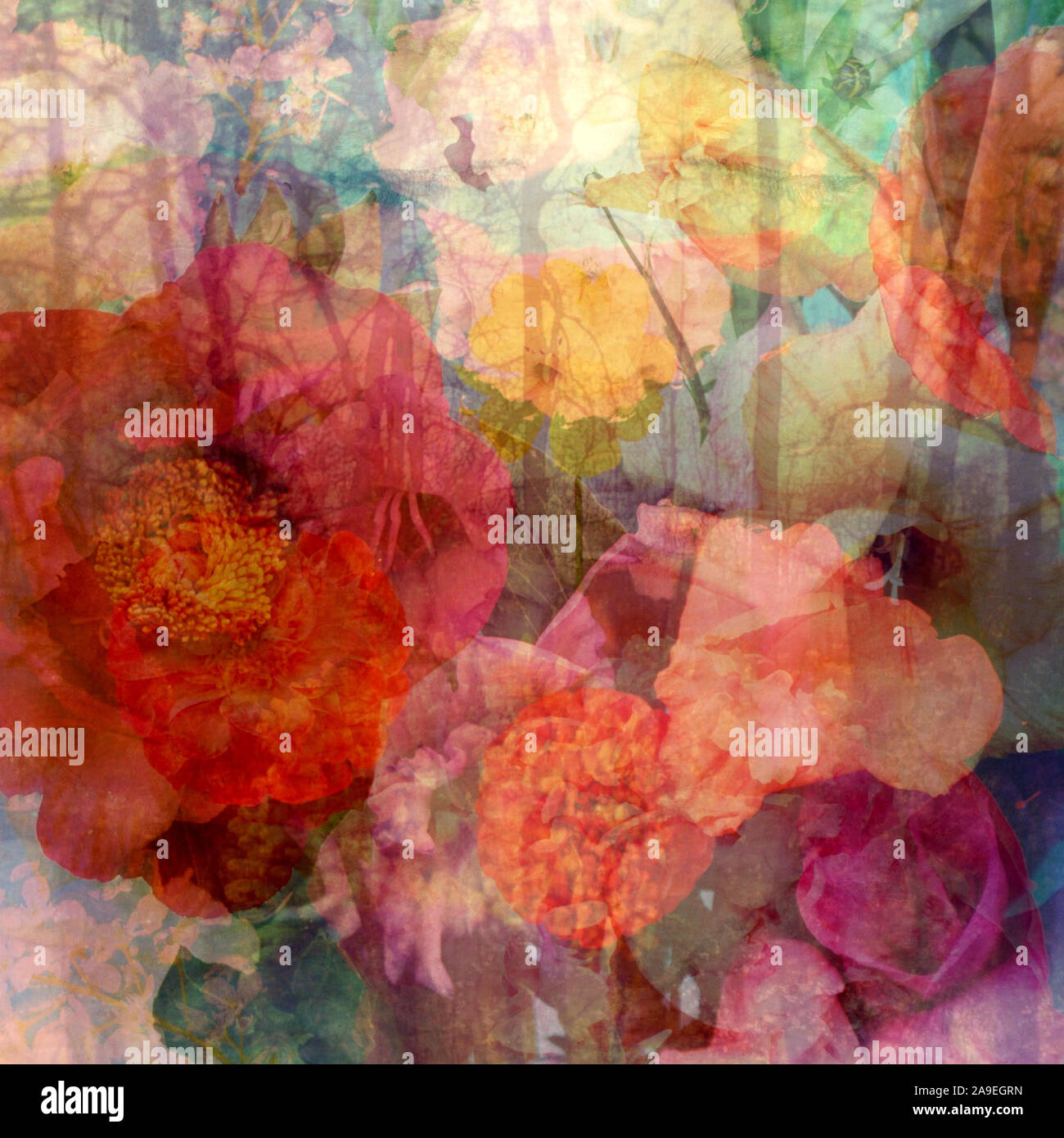 Composing, various flowers, close-up Stock Photo - Alamy