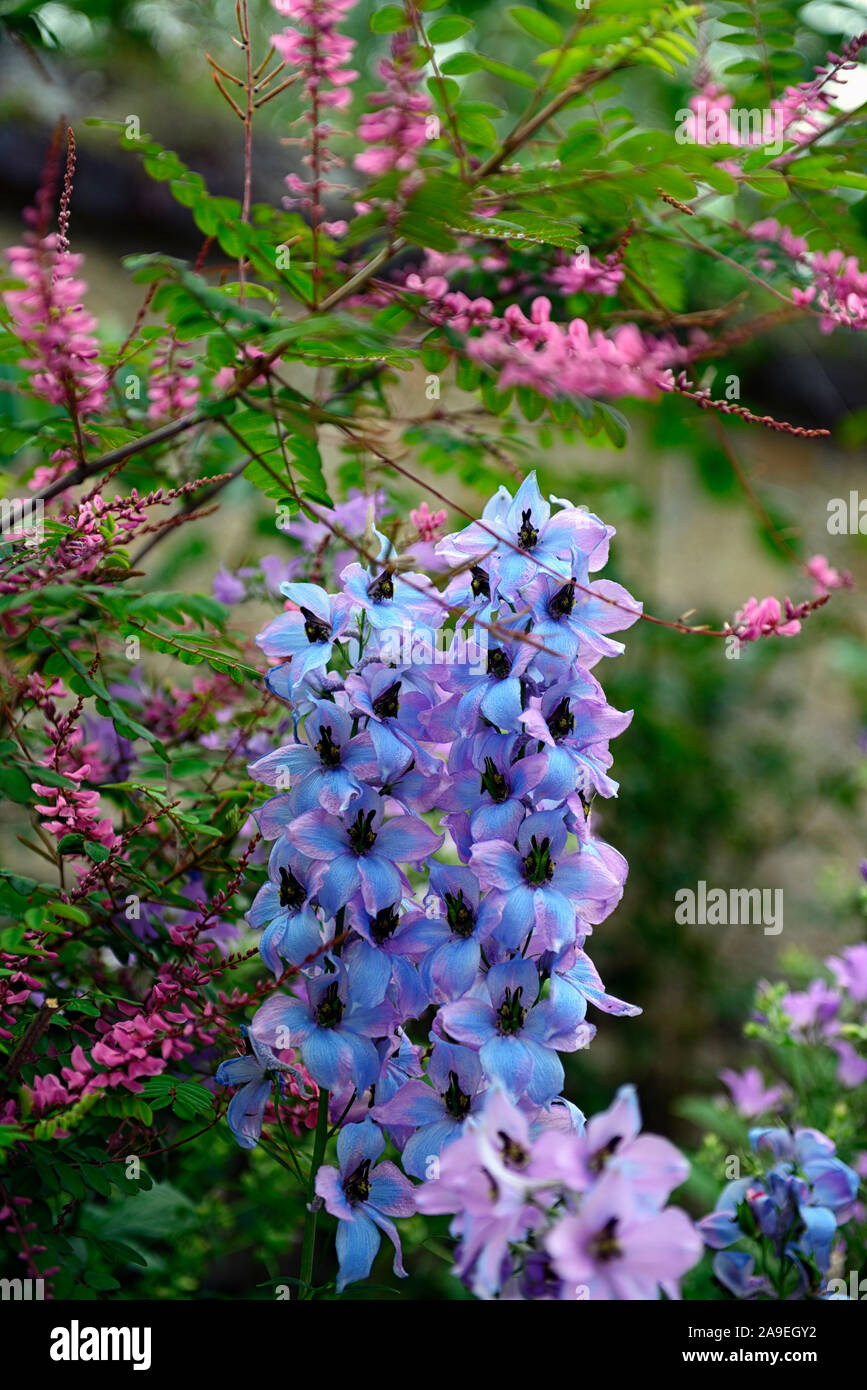 Delphinium elatum Blue Dawn,herbaceous perennial,tall,erect,flower ...