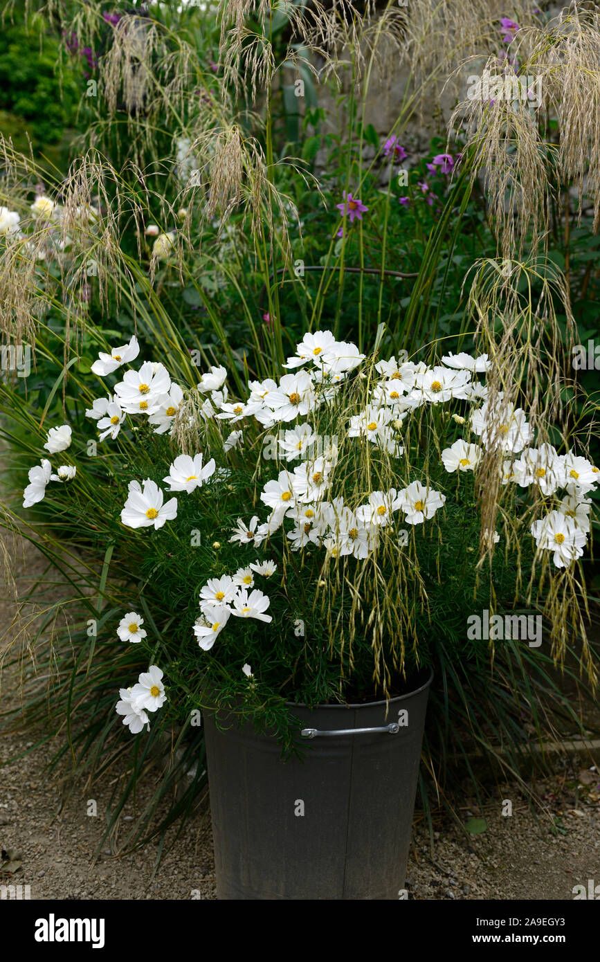 cosmos purity,stipa gigantea,annual,annuals,grass,grasses,mixed ...