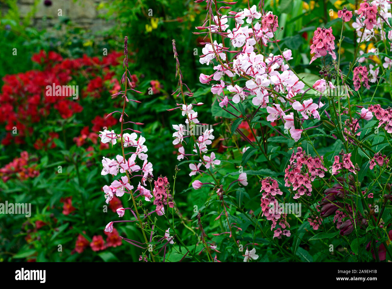 gaura lindheimeri,diascia,pink,flowers,flower,flowering,perennial ...
