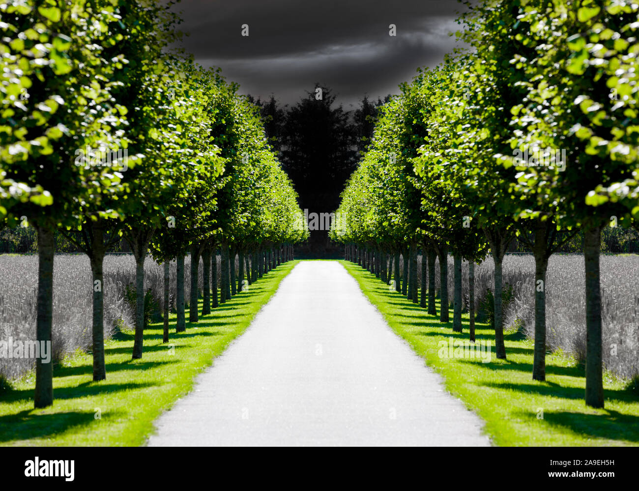 Tree trees lined pathway hi-res stock photography and images - Alamy