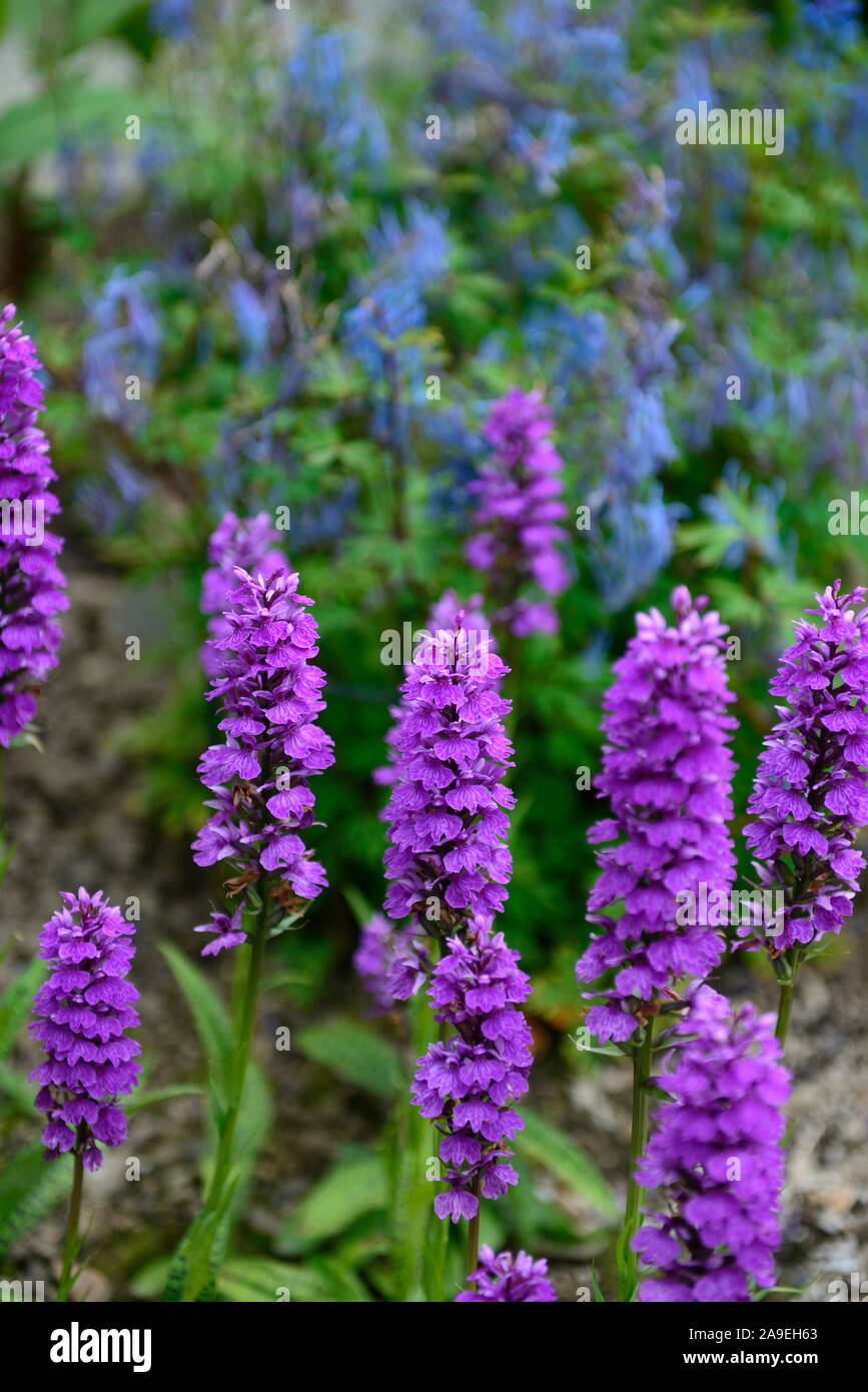 Examples Of Terrestrial Plants Names