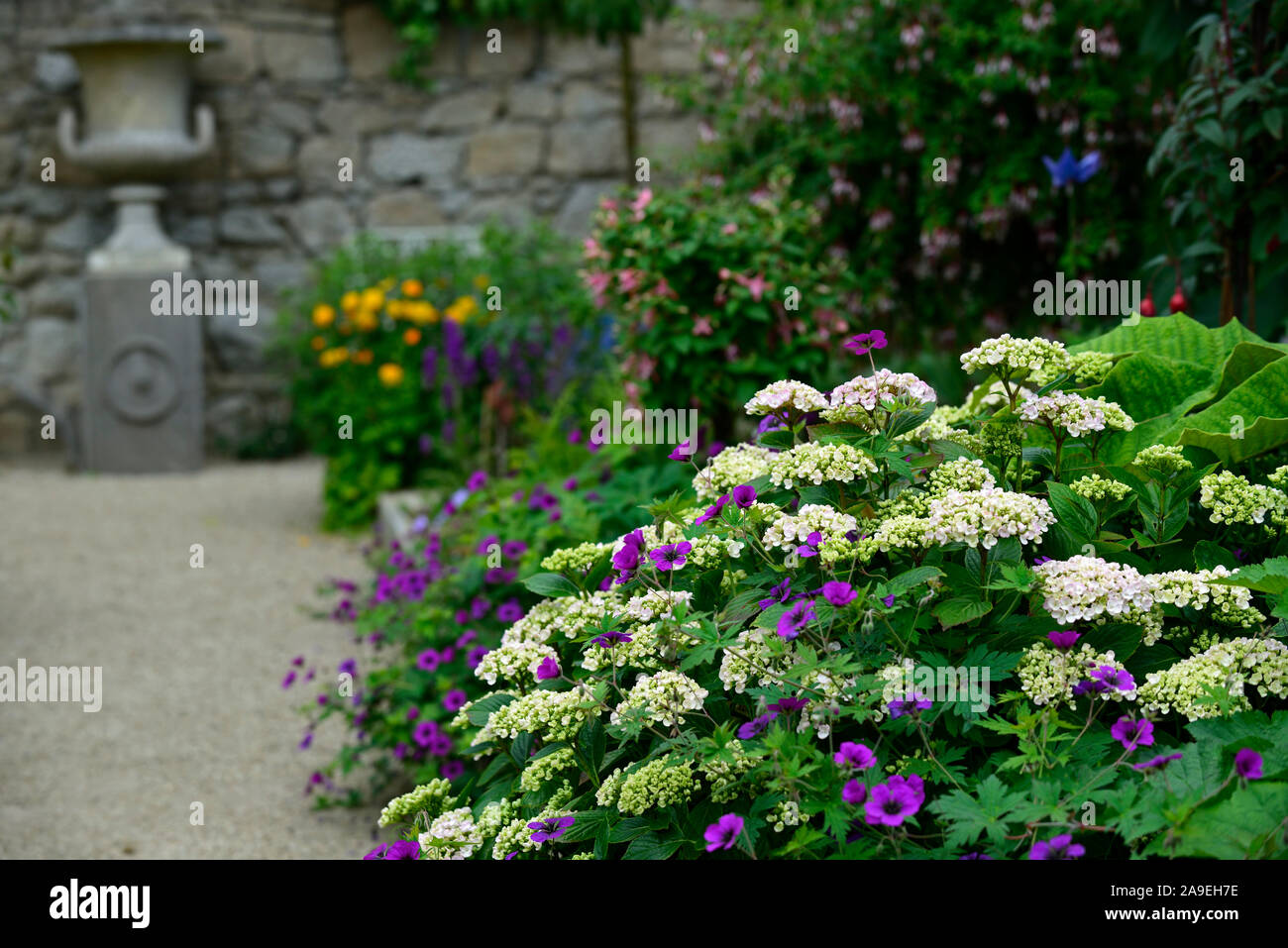 Geranium ann folkard hi-res stock photography and images - Alamy