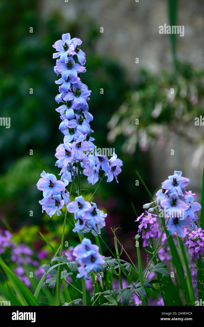 Delphinium elatum Blue Dawn,herbaceous perennial,tall,erect,flower ...
