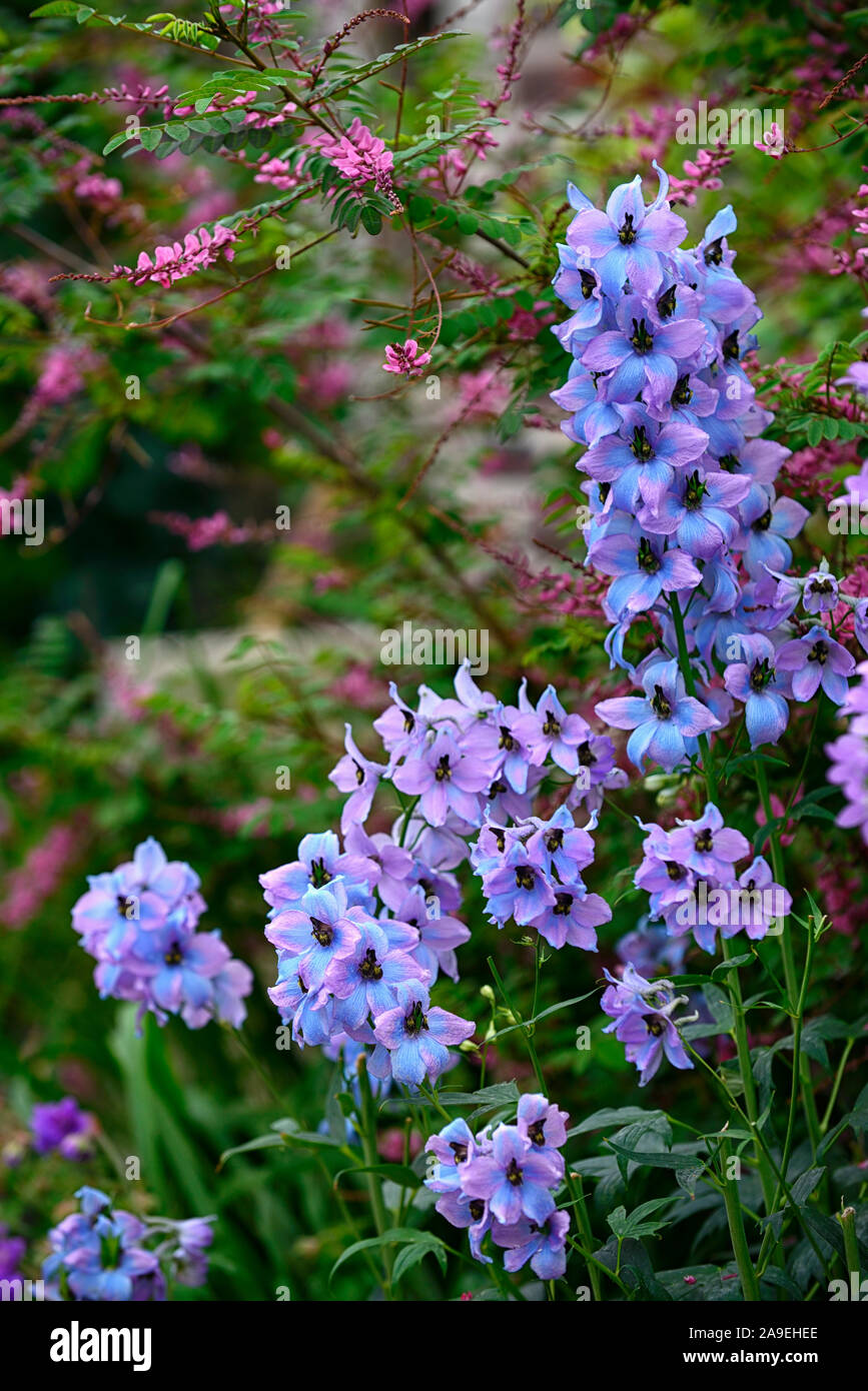 Delphinium elatum Blue Dawn,herbaceous perennial,tall,erect,flower ...