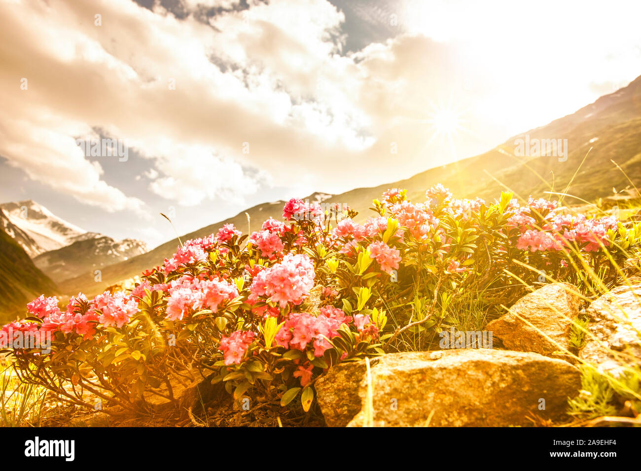 Backlit roses hi-res stock photography and images - Alamy