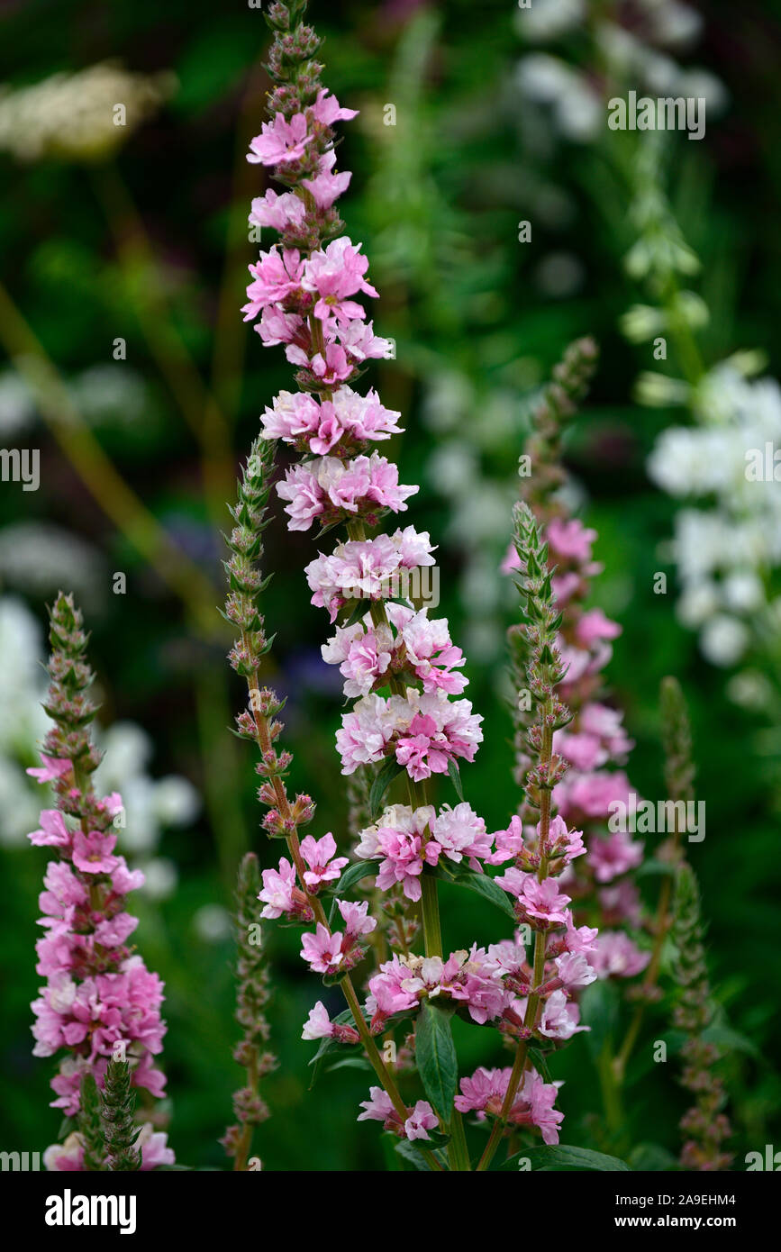 Lythrum salicaria Blush,loosestrife,flower,flowers,flowering,perennial ...