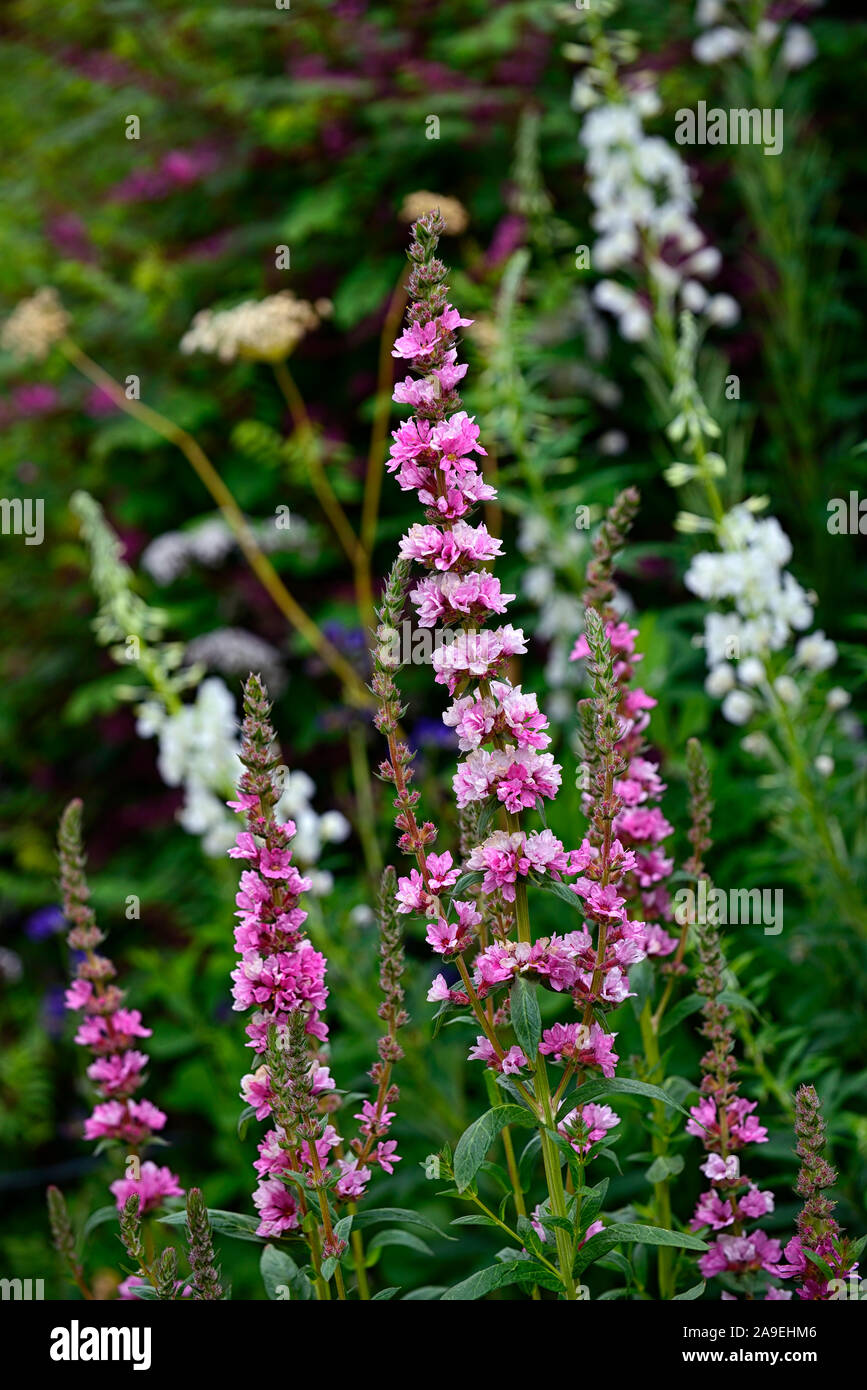 Lythrum salicaria Blush,loosestrife,flower,flowers,flowering,perennial ...
