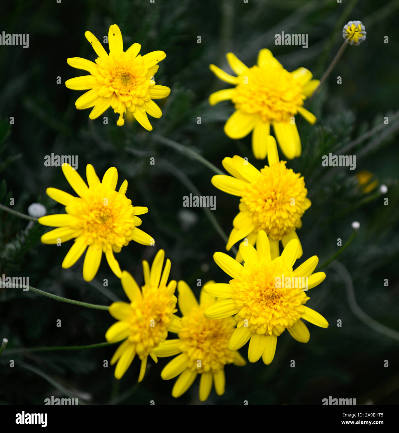 RM Floral,shrubs,shrub,flowering,yellow flowers,African Bush Daisy ...