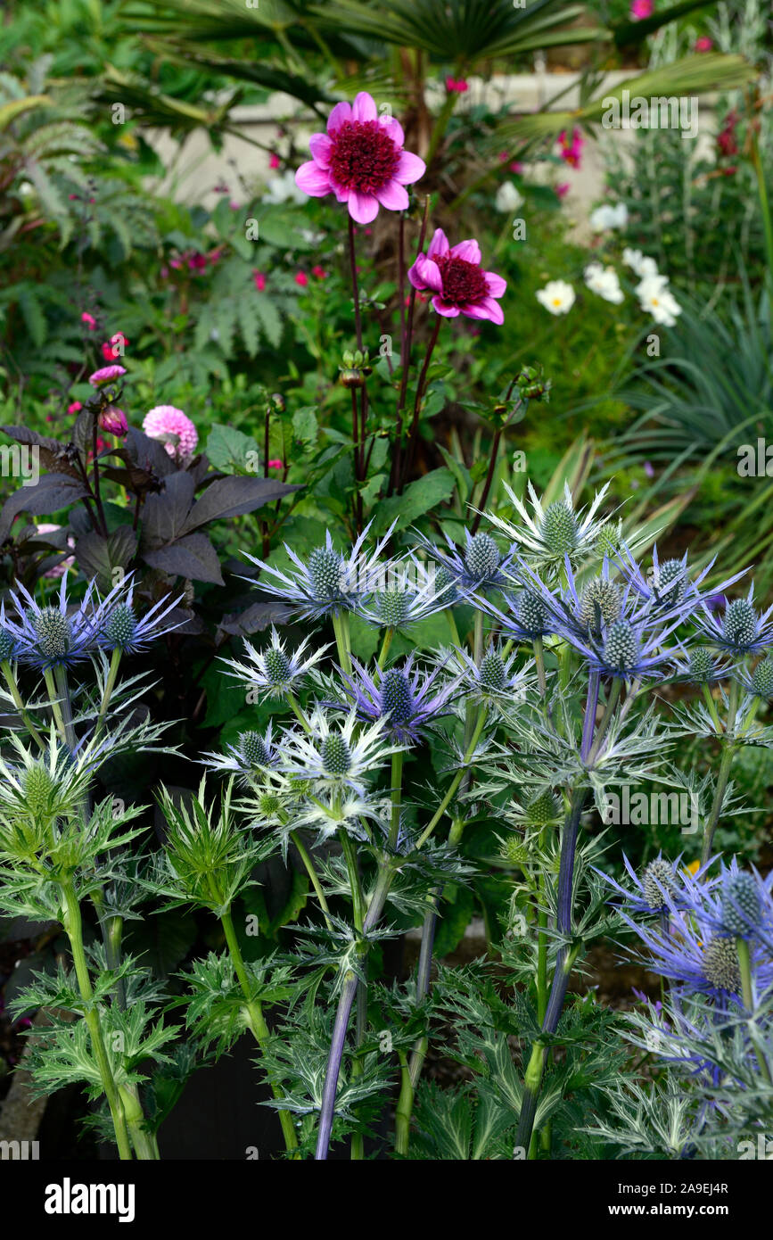Eryngium giganteum,sea holly,sea hollies,blue flower,blue flowers ...