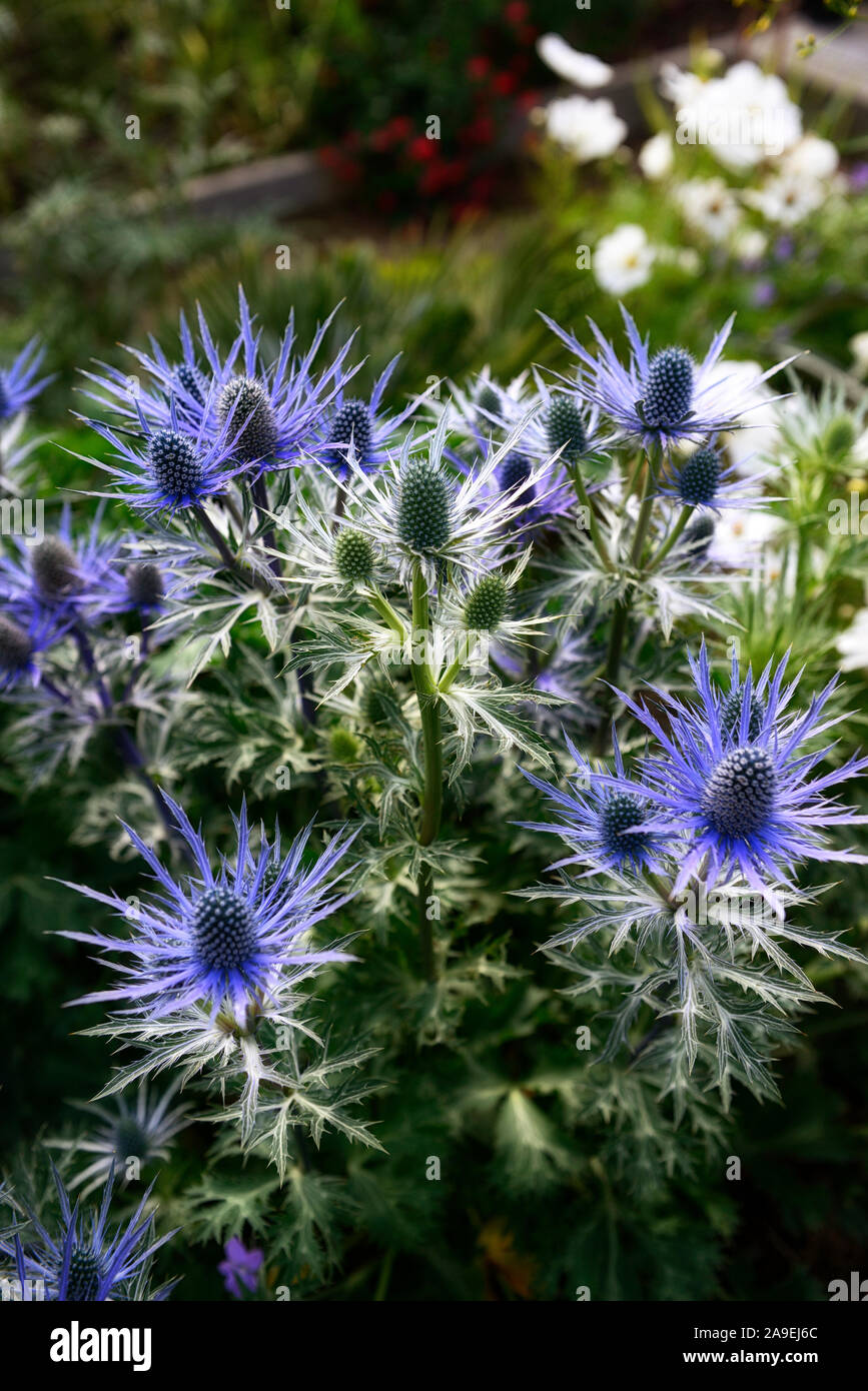 Eryngium giganteum,sea holly,sea hollies,blue flower,blue flowers ...