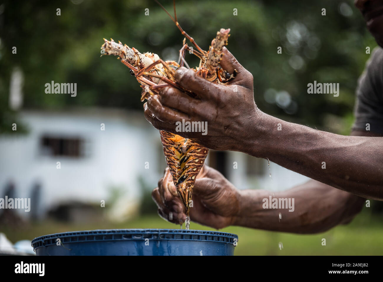Lobster bbq caribbean hi-res stock photography and images - Alamy