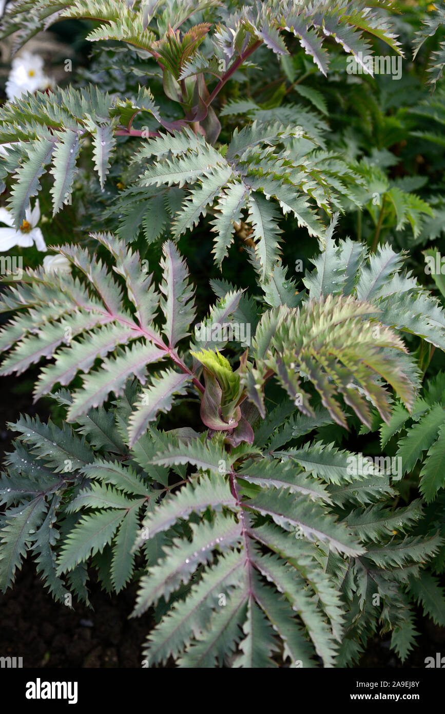 melianthus major purple haze,honey bush,glaucous foliage,leaves,garden ...