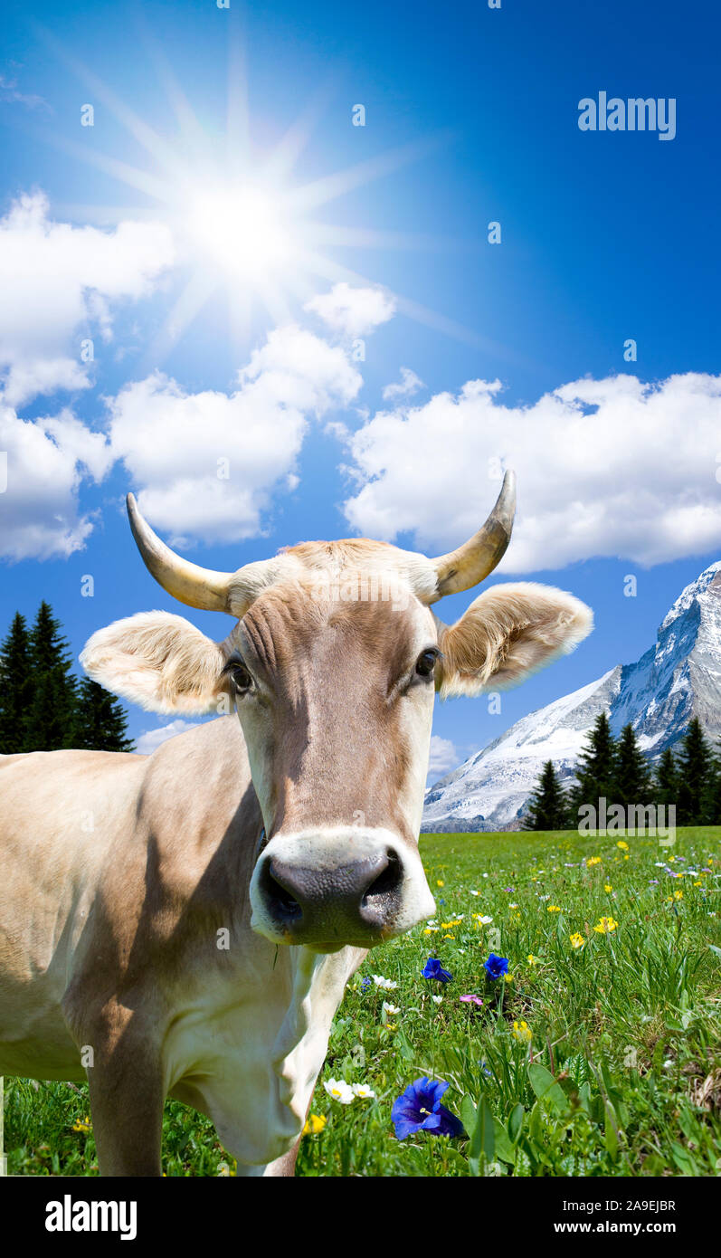 Cow in the alps hi-res stock photography and images - Alamy