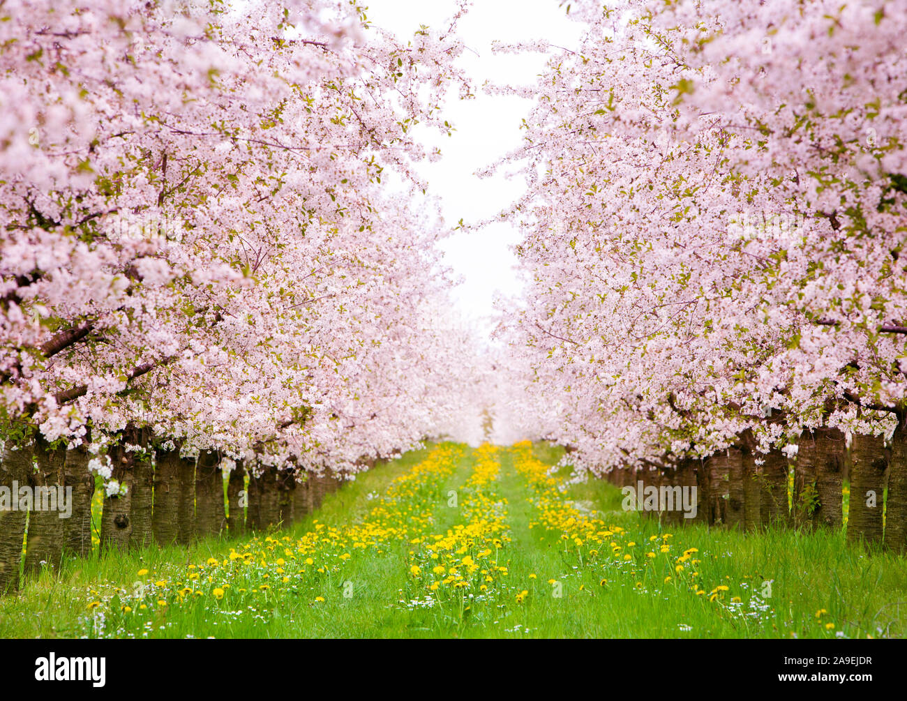 Trees blooms hi-res stock photography and images - Alamy