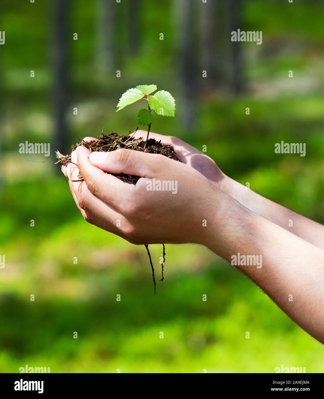 Afforests hi-res stock photography and images - Alamy