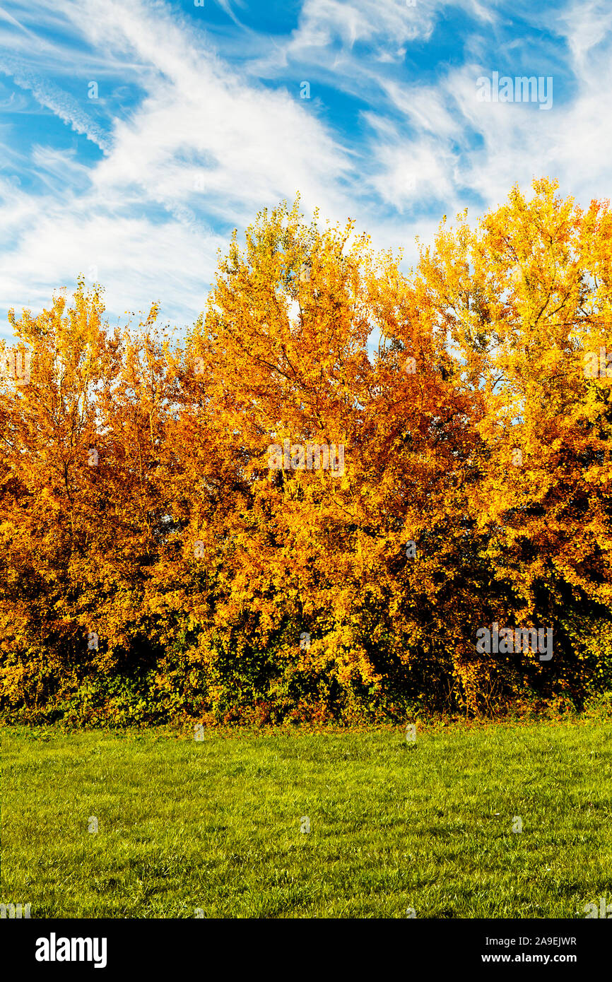 Autumnally discoloured hi-res stock photography and images - Alamy