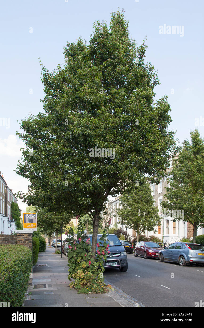 An avenue of leafy Chanticleer pear tree (Pyrus calleryana 'Chanticleer ...