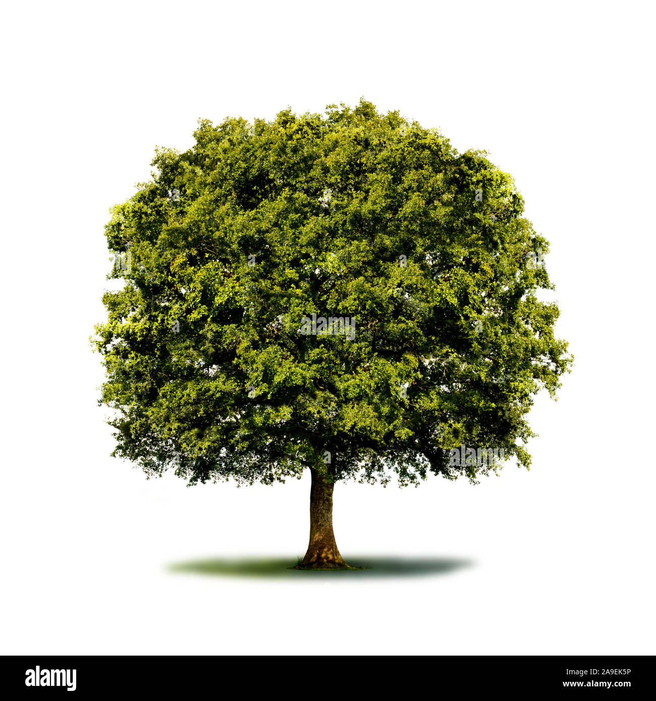 Sway Cut Out Stock Images & Pictures - Alamy