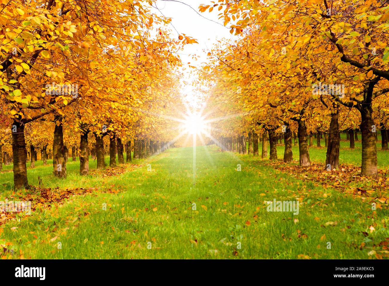 Self set trees hi-res stock photography and images - Alamy