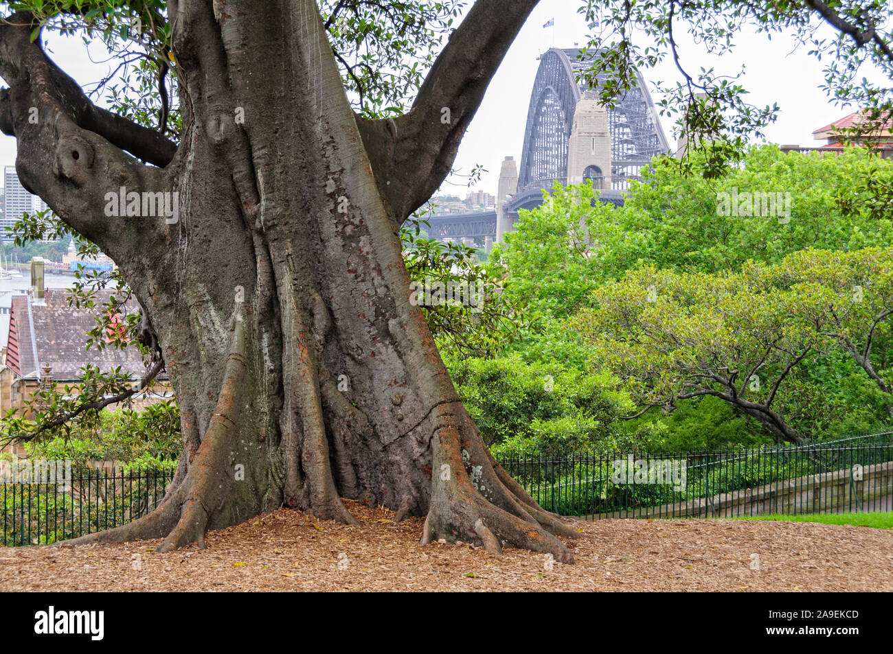 Trunk of a Moreton Bay Fig tree in the Observatory Hill Park - Sydney ...