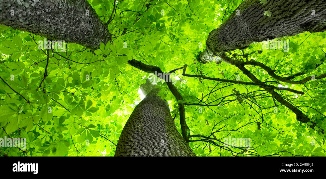 Chestnut log hi-res stock photography and images - Alamy