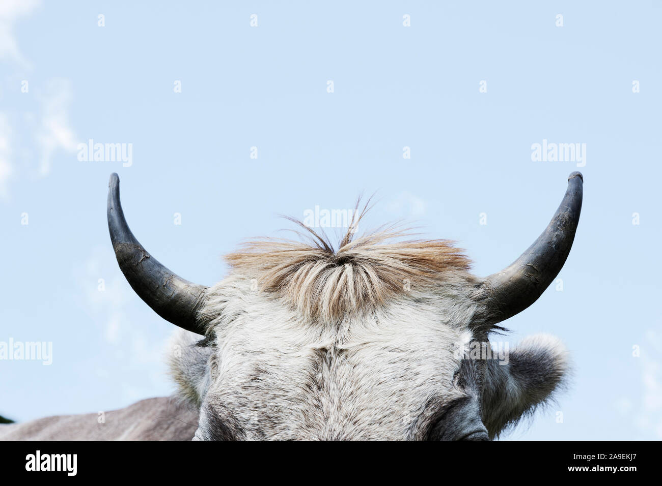 Bull horns skulls hi-res stock photography and images - Alamy