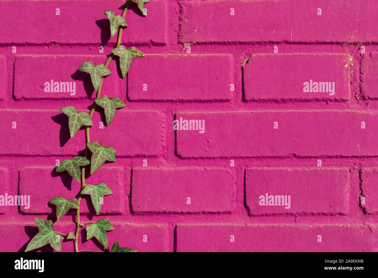 Pink green ivy plant growing hi-res stock photography and images - Alamy