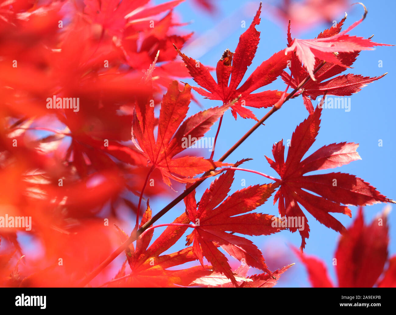 Looking up at sky through leaves hi-res stock photography and images ...