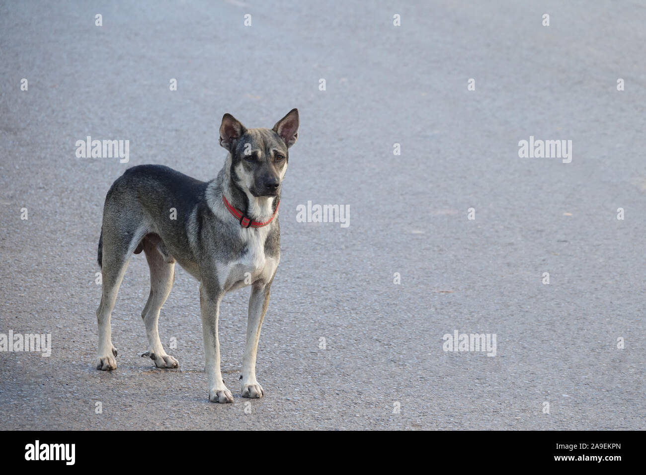 Smart funny german shepherd dog hi-res stock photography and images - Alamy