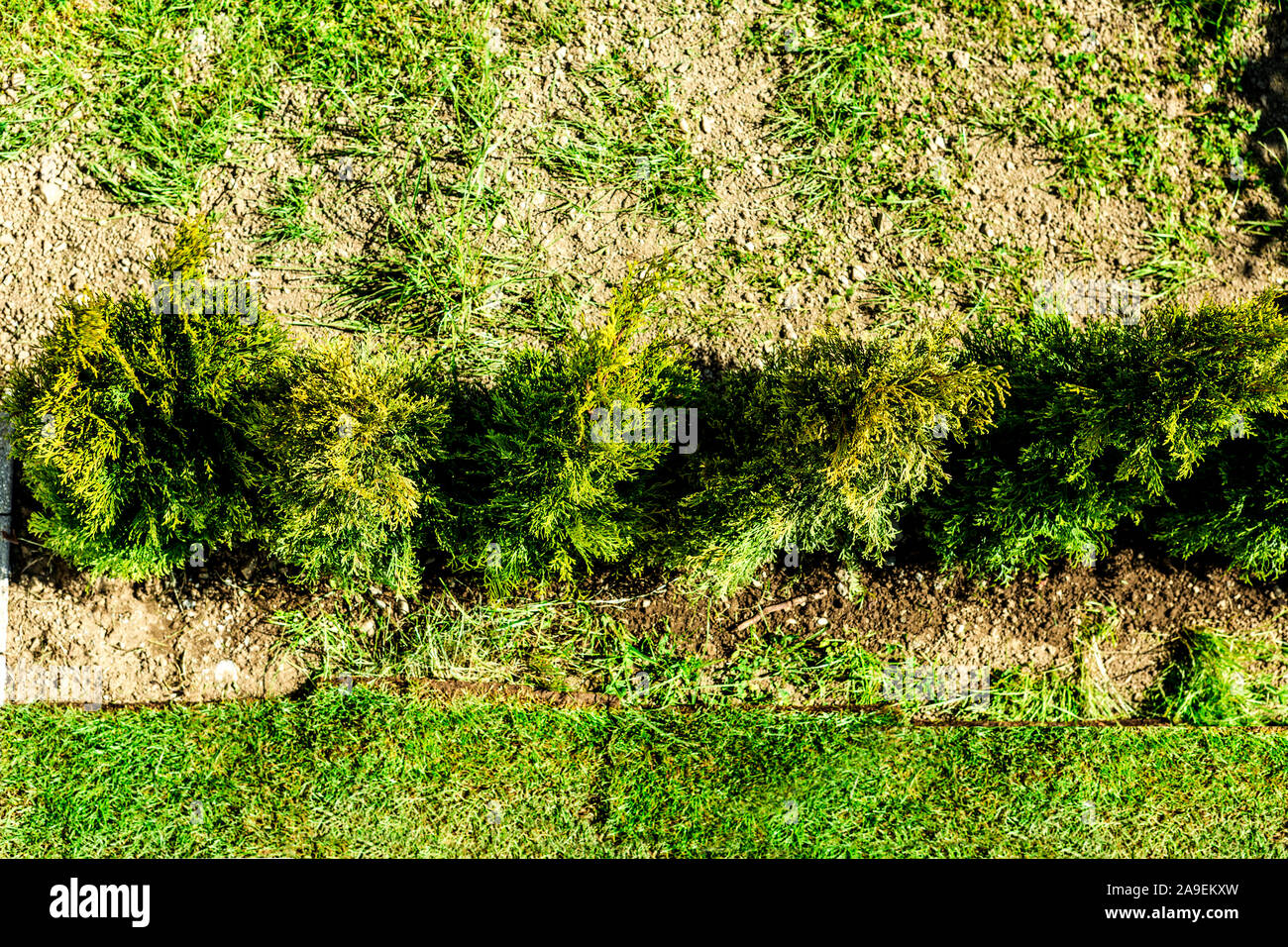 Turf horticulture hi-res stock photography and images - Alamy