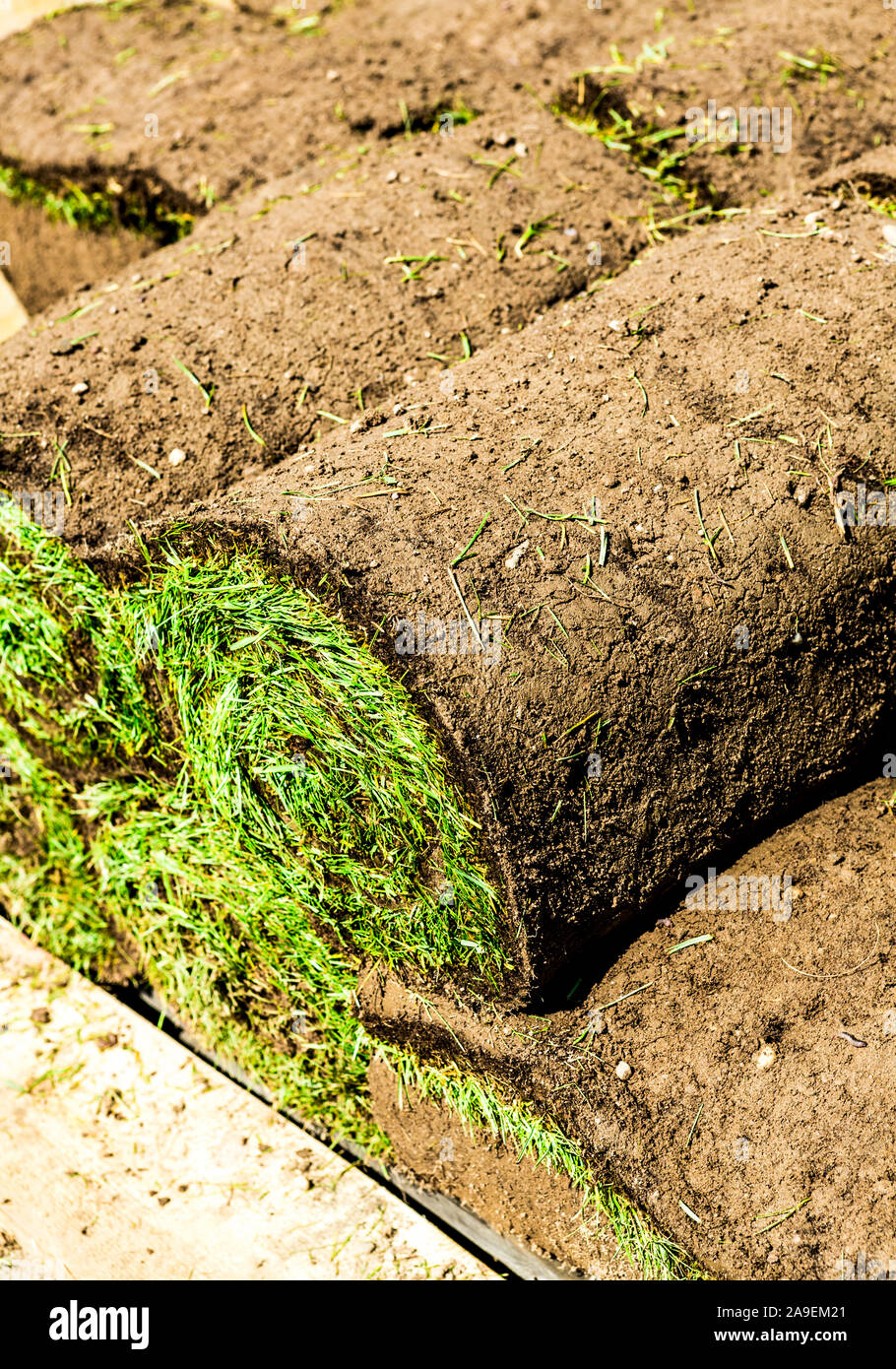 Turf horticulture hi-res stock photography and images - Alamy