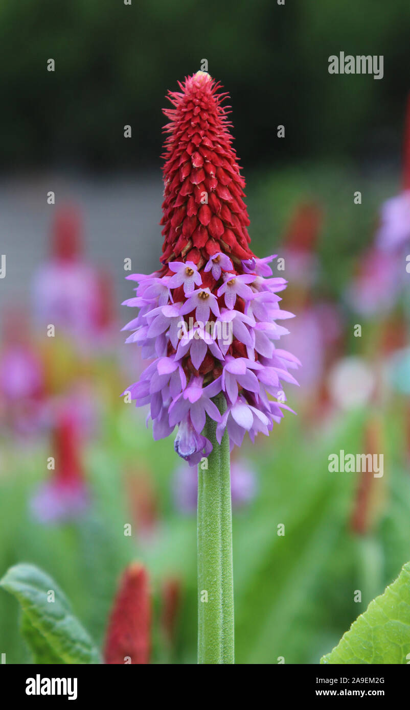 Close up image of the beautiful flower spike of Primula vialii , also ...