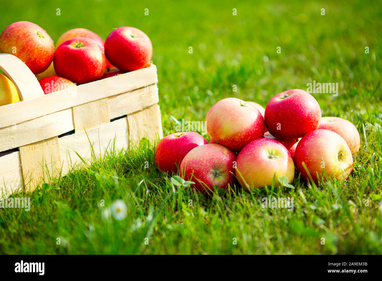 Apple basket hi-res stock photography and images - Alamy