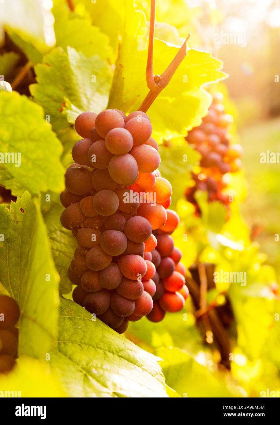 Grapes in the sunlight Stock Photo - Alamy
