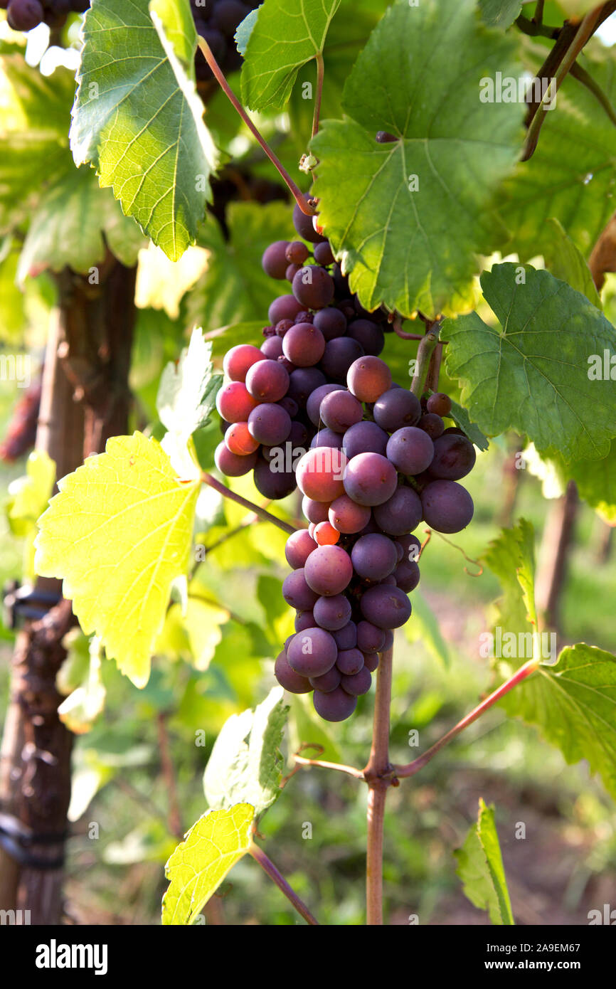 Roses and grape vines hi-res stock photography and images - Alamy