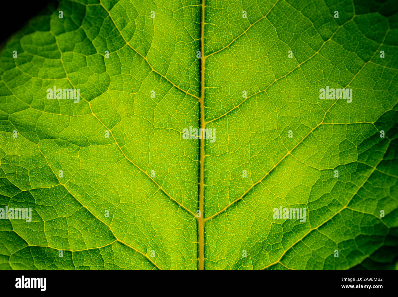 Leaf chlorophyll hi-res stock photography and images - Alamy