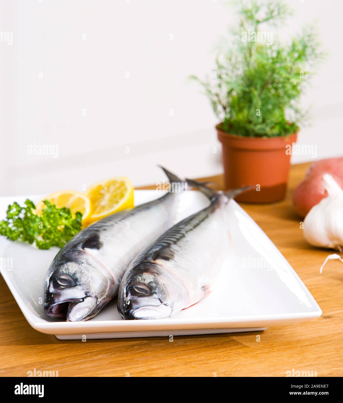 Plate freshly caught mackerel fish hi-res stock photography and images ...