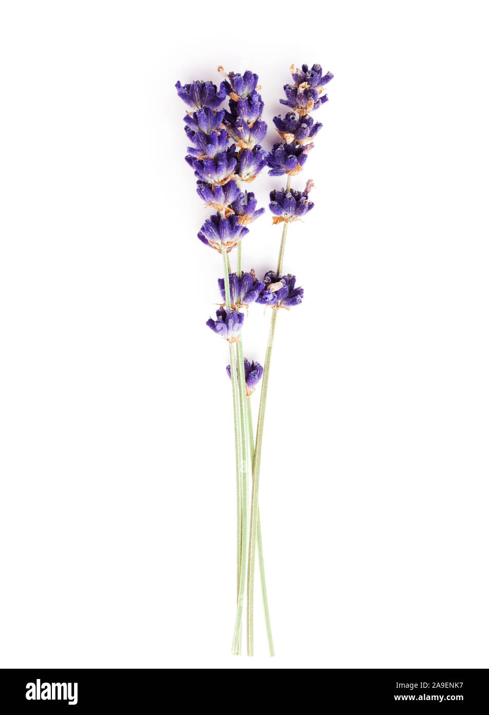 Real lavenders hi-res stock photography and images - Alamy