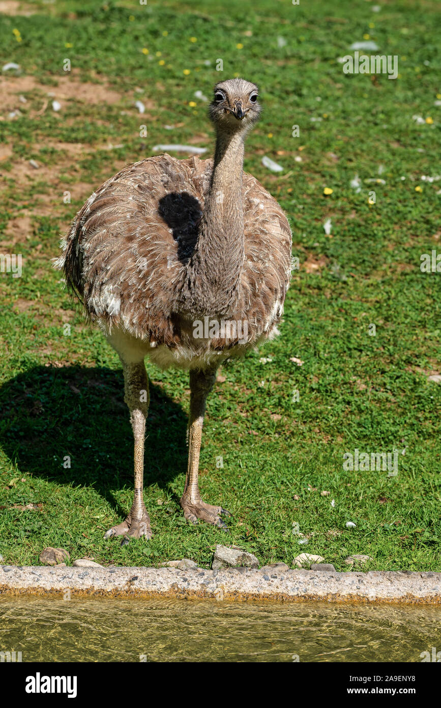 Darwin's rhea, Rhea pennata also known as the lesser rhea Stock Photo ...