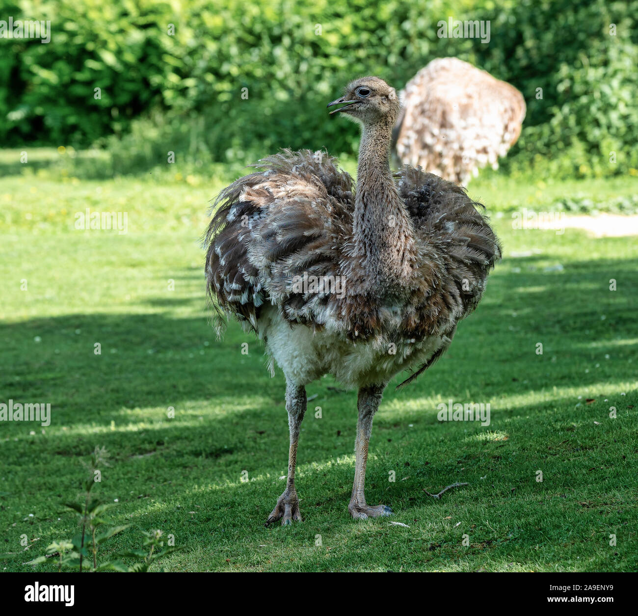 Darwin's rhea, Rhea pennata also known as the lesser rhea Stock Photo - Alamy