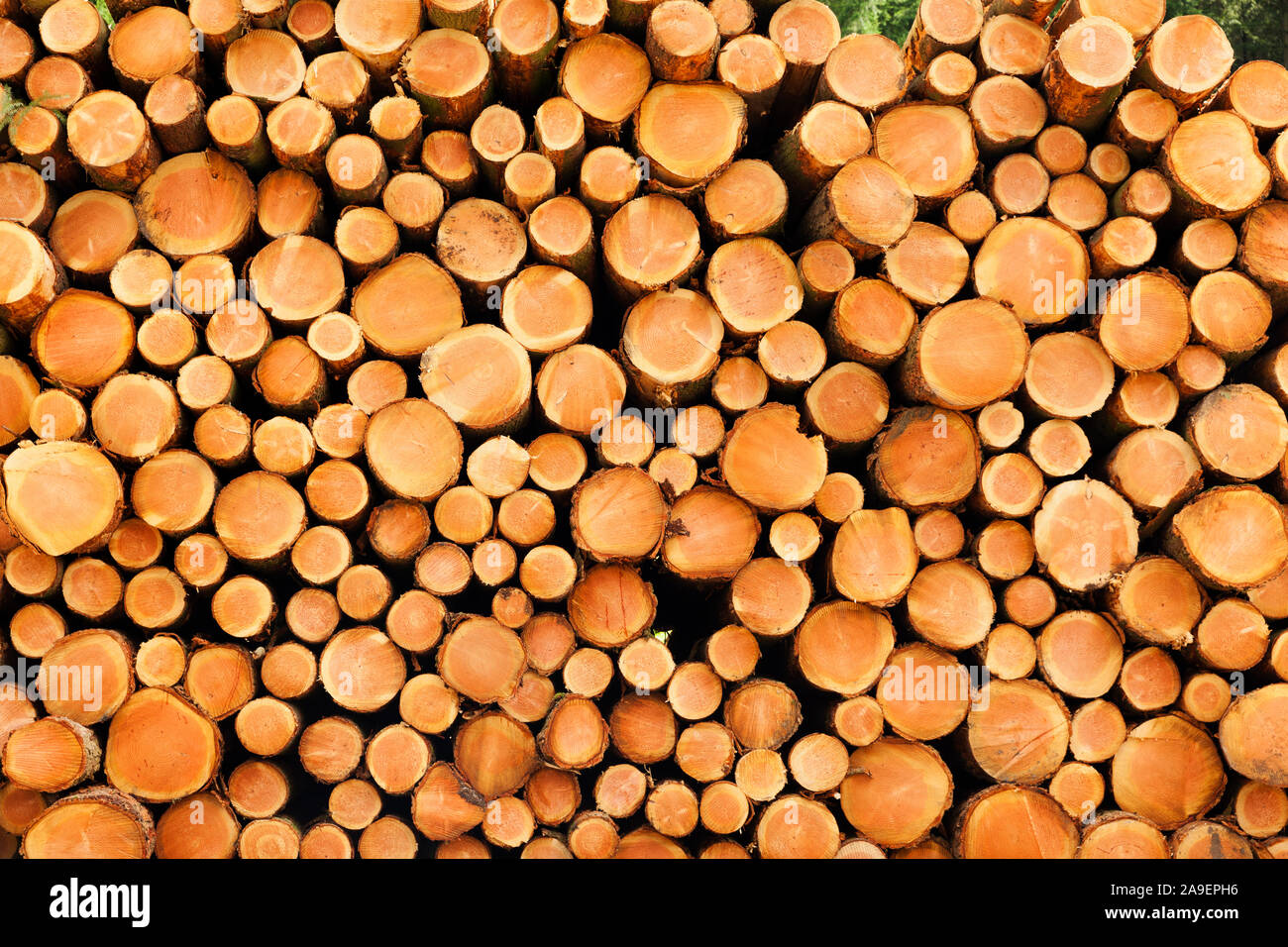 Cross laminated timber hi-res stock photography and images - Alamy